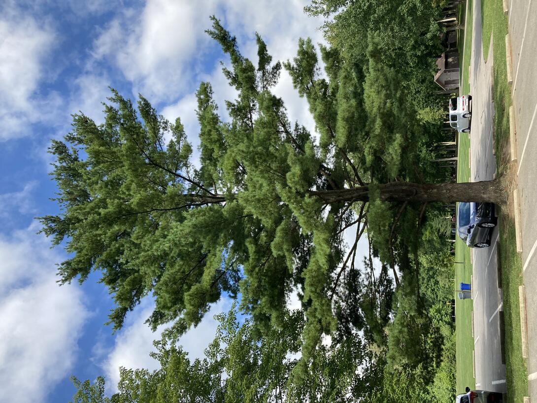 White Pine | CMP Tree Selection Tool